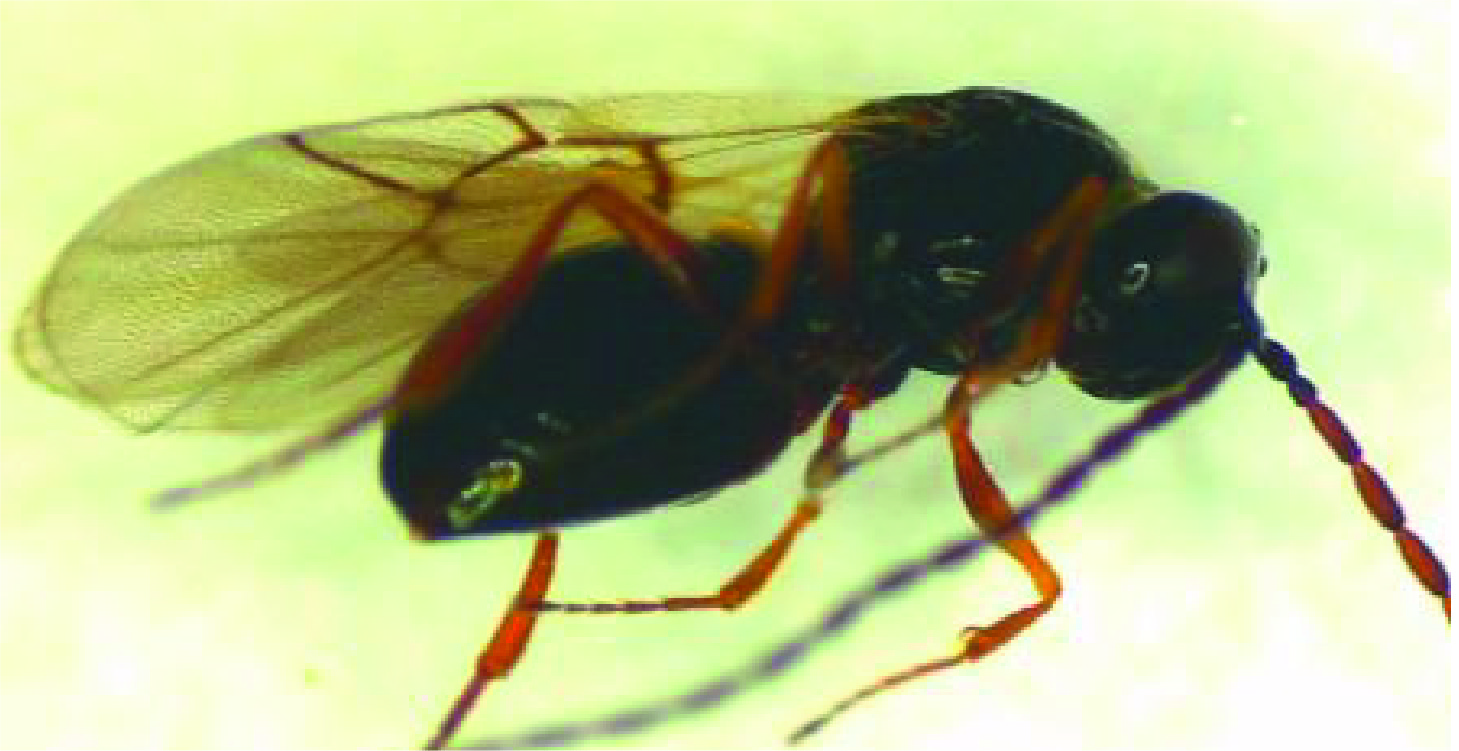 Koolvlieg - Hogeschool Gent